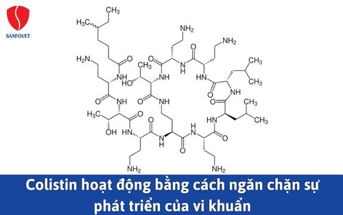 Colistin và những ứng dụng tuyệt vời trong ngành thú y - THUỐC THÚ Y ...
