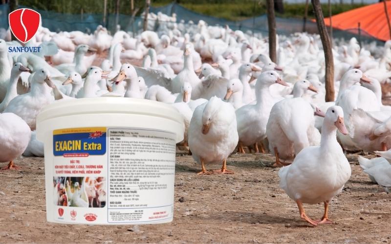 Sử dụng Enrofloxacin đúng cách trong thú y - THUỐC THÚ Y TRANG TRẠI ...